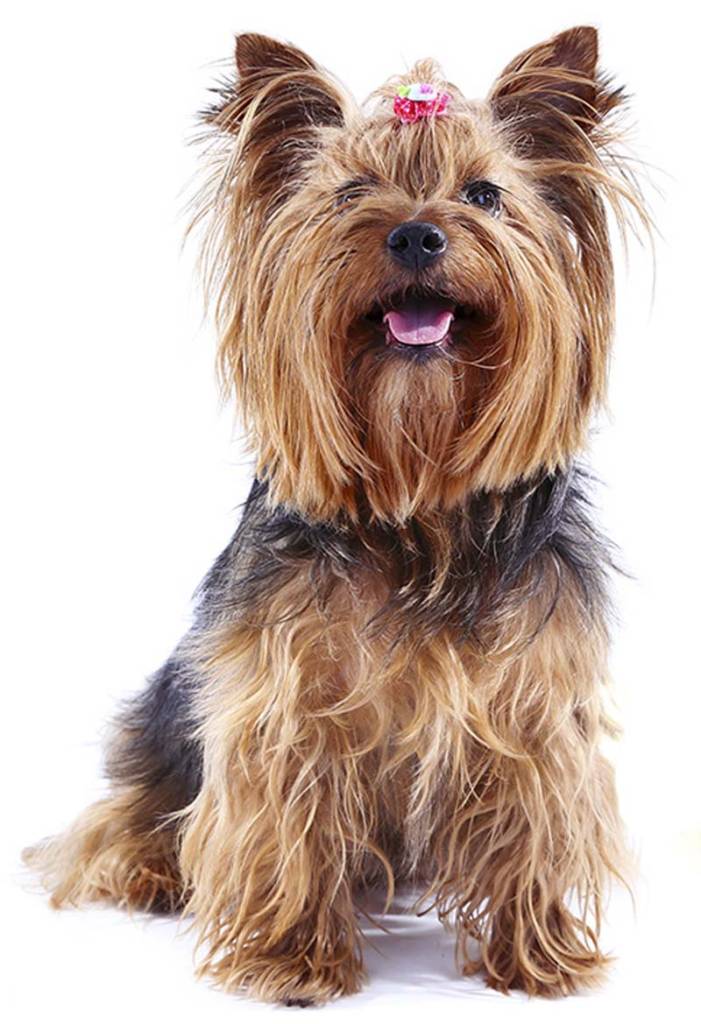 Grooming – Fuzzy Friends Mobile Pet Spa